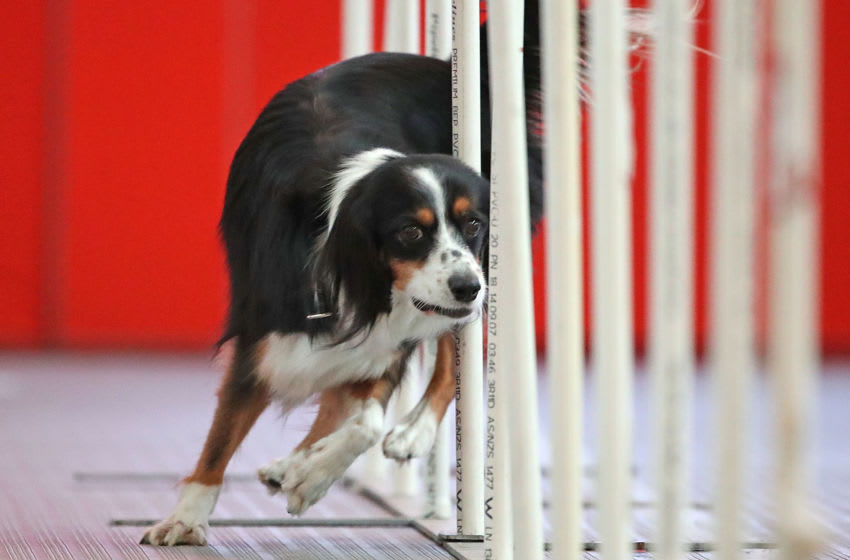 2019 Masters Agility Championship results