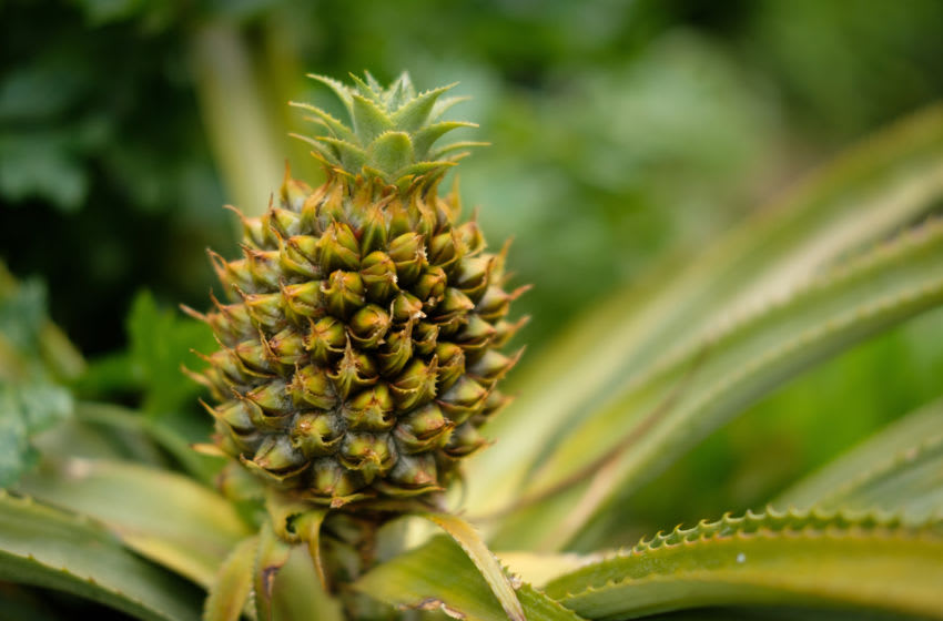 Pineapples: Fun ways to celebrate National Pineapple Day