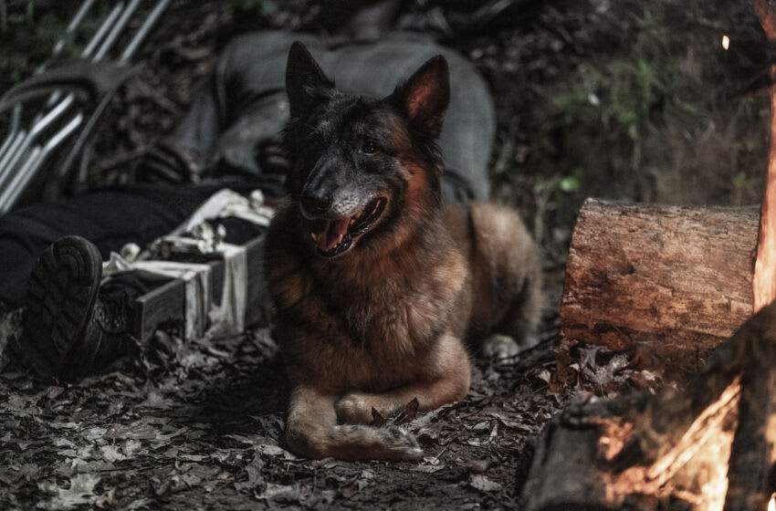 Does Dog die in The Walking Dead series?